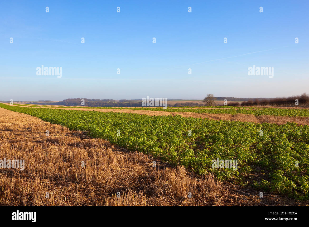 Mustard plants and straw stubble strips for game bird cover on the ...