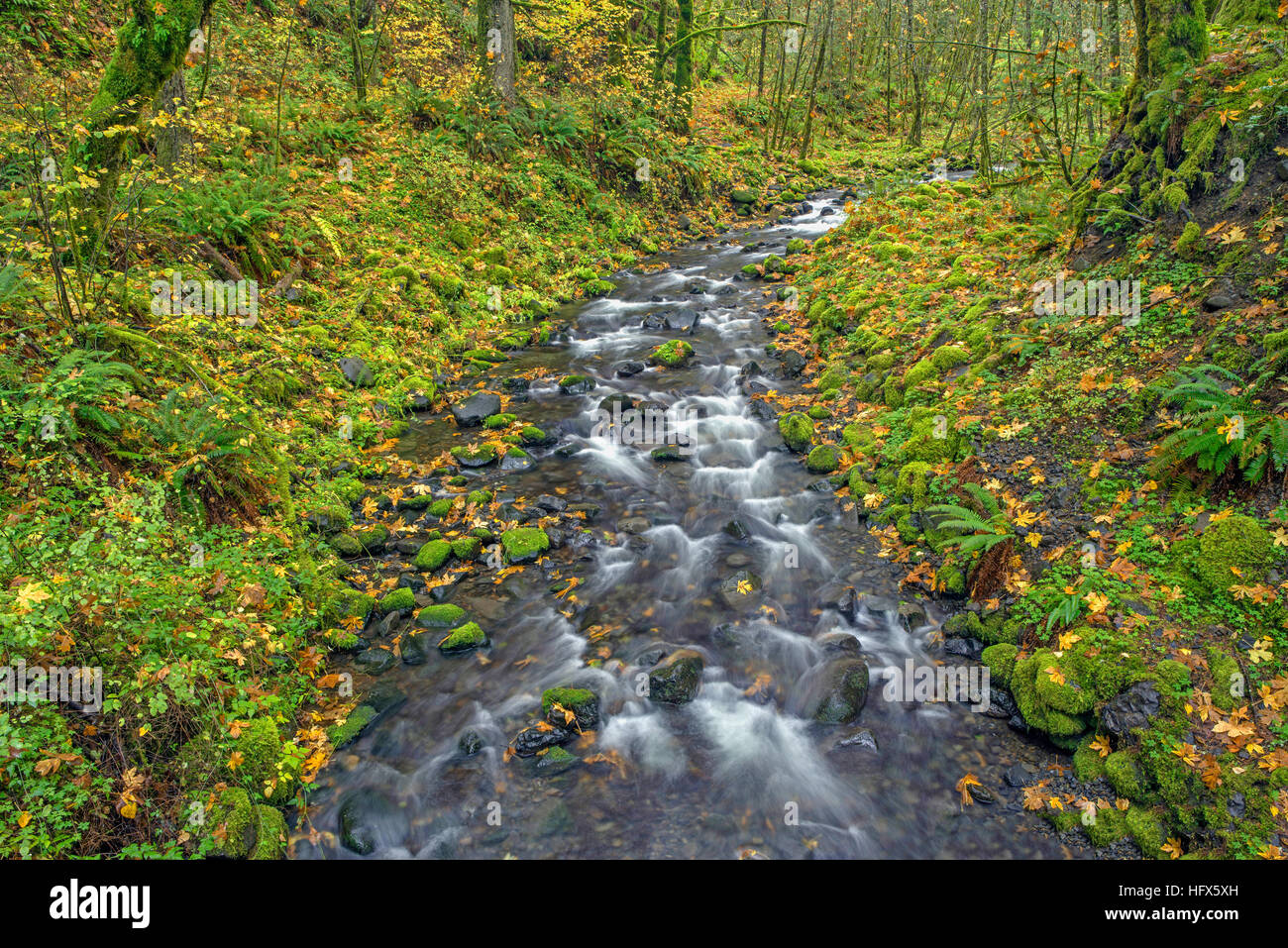 USA, Oregon, Columbia River Gorge National Scenic Area, Gorton Creek ...