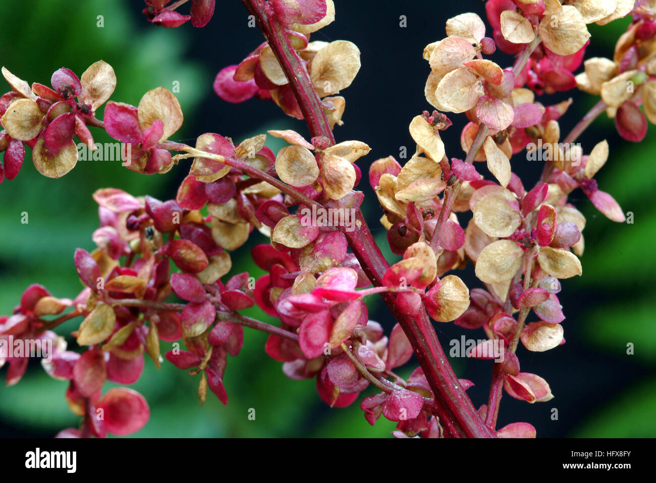 Orach hi-res stock photography and images - Alamy