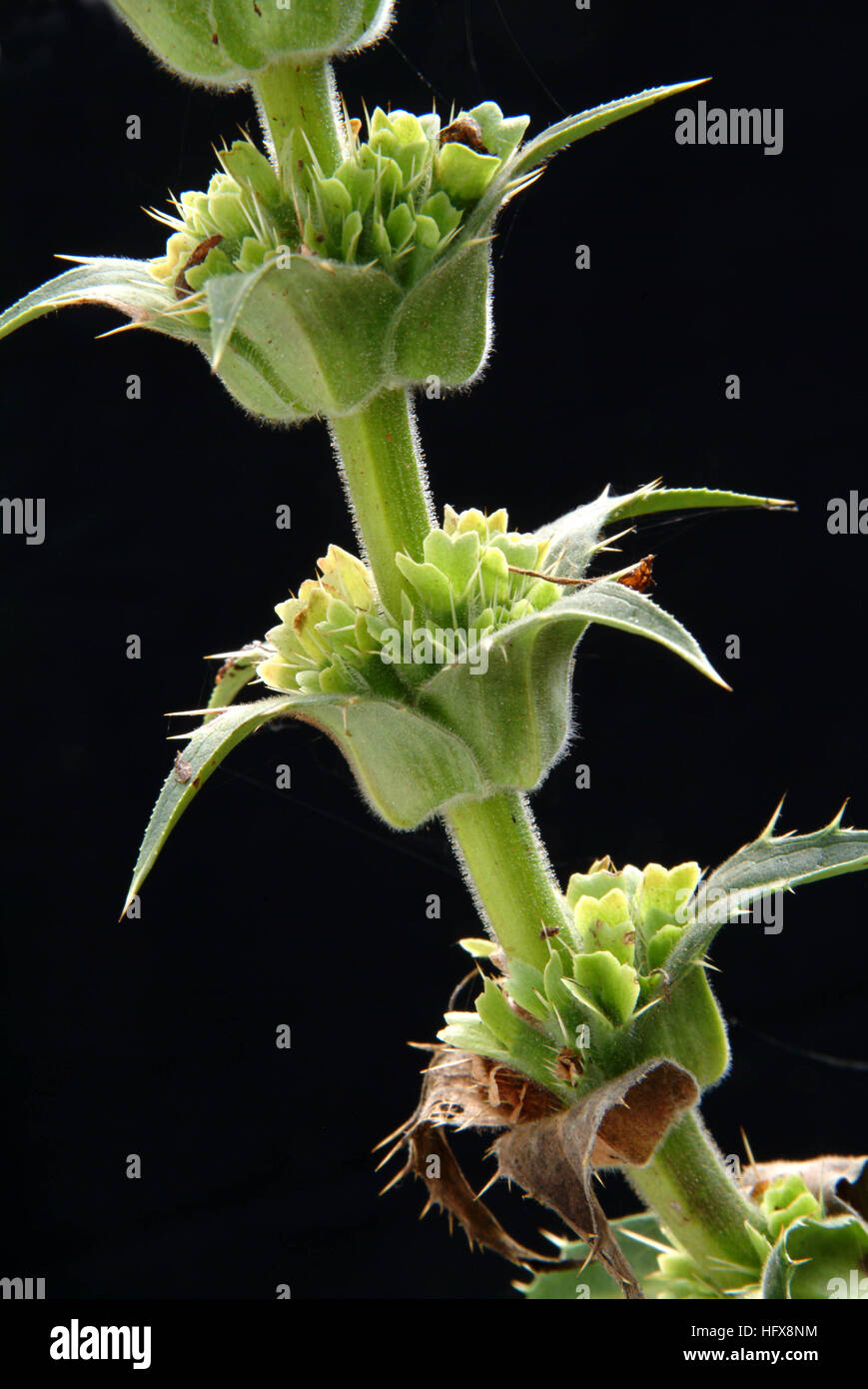 Morina hi-res stock photography and images - Alamy