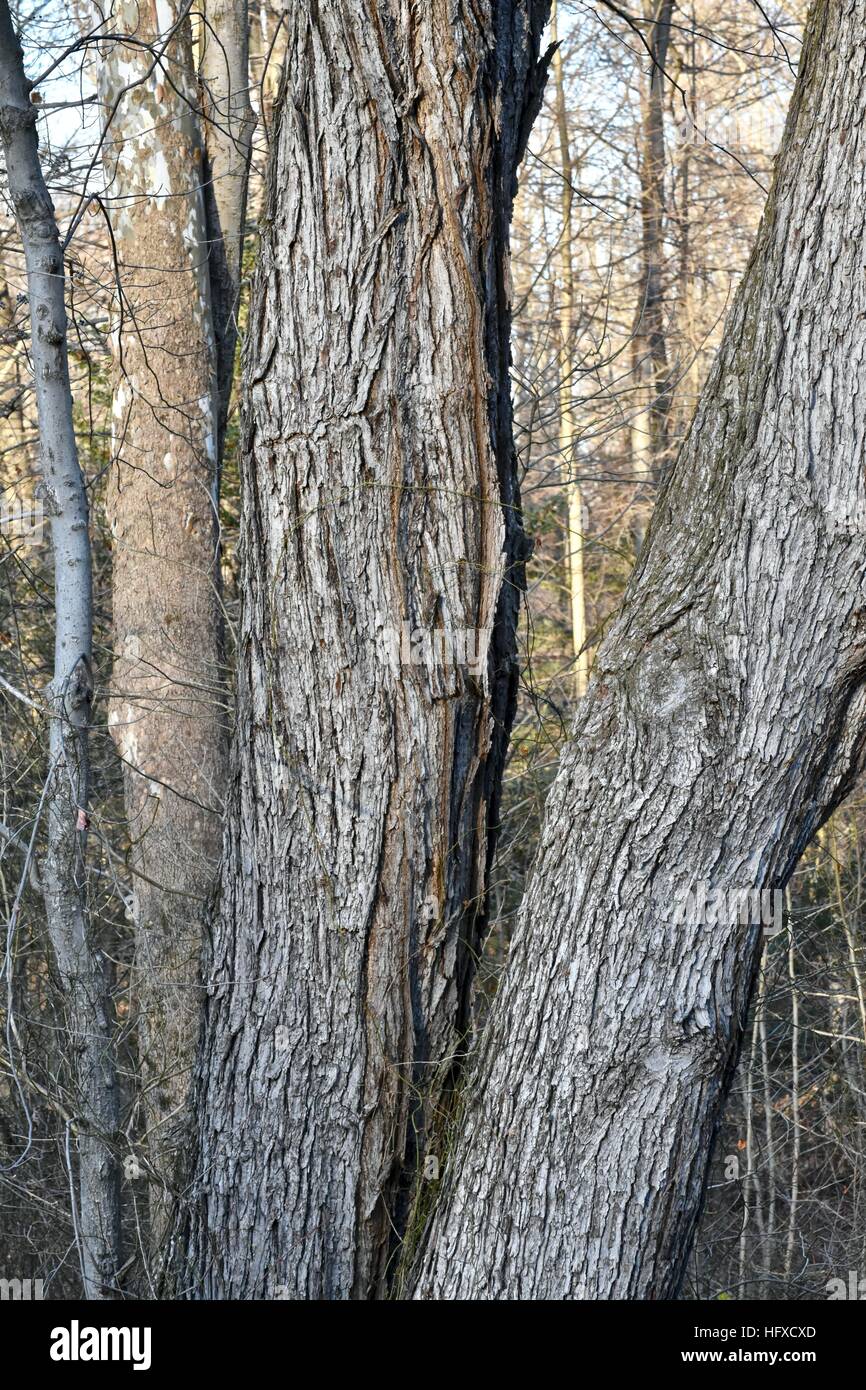 A large tree that splits near the base forming two main branches Stock ...