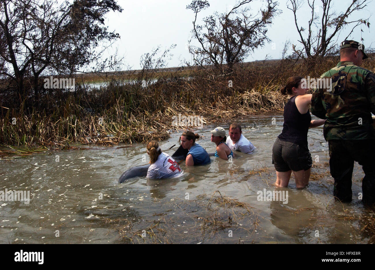 Stranding dolphin hi-res stock photography and images - Alamy