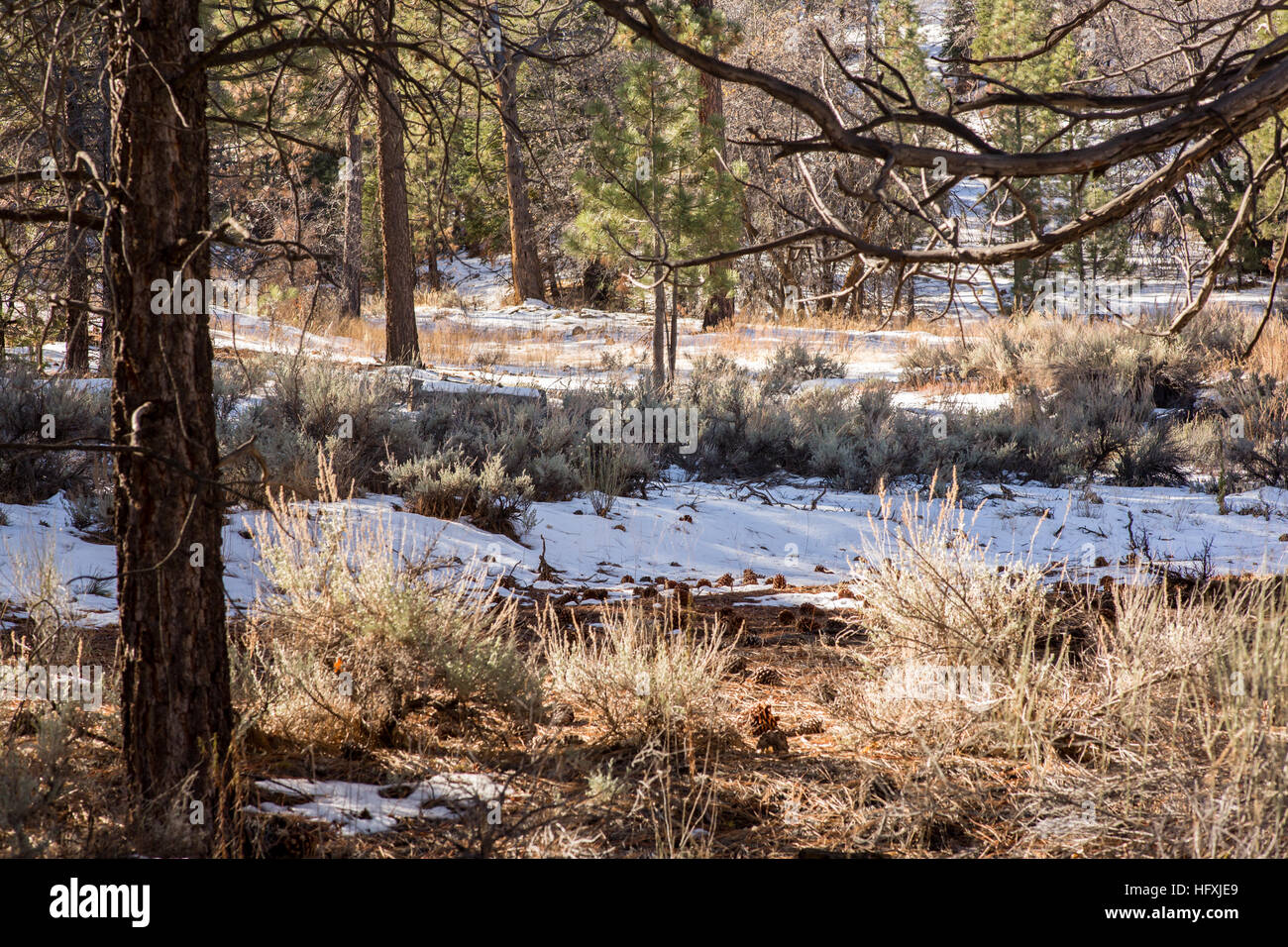 Barren landscape of a forest in winter Stock Photo - Alamy