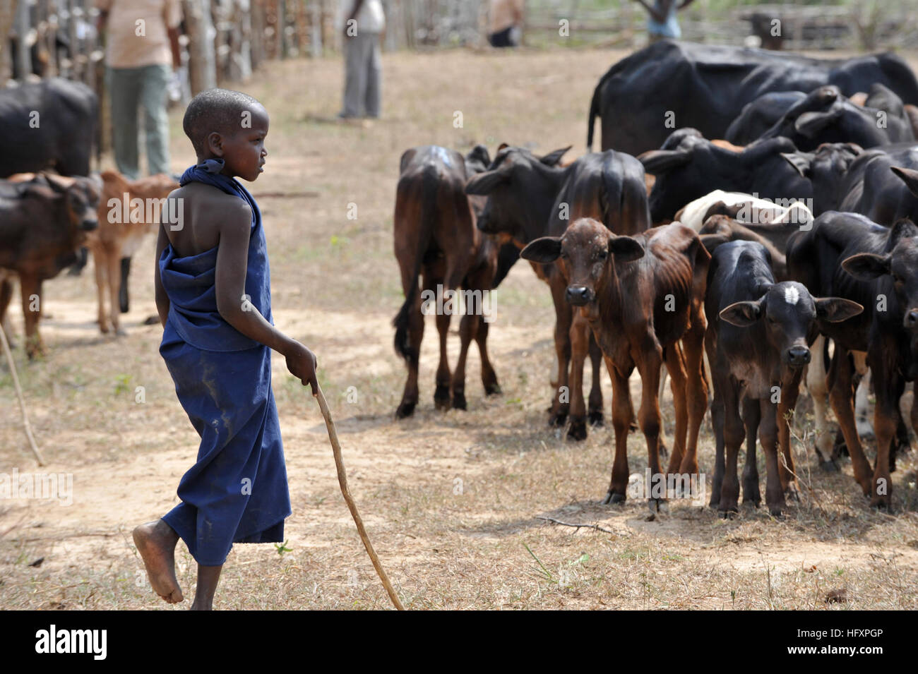 A boy herds cattle that have been just been examined and treated by ...