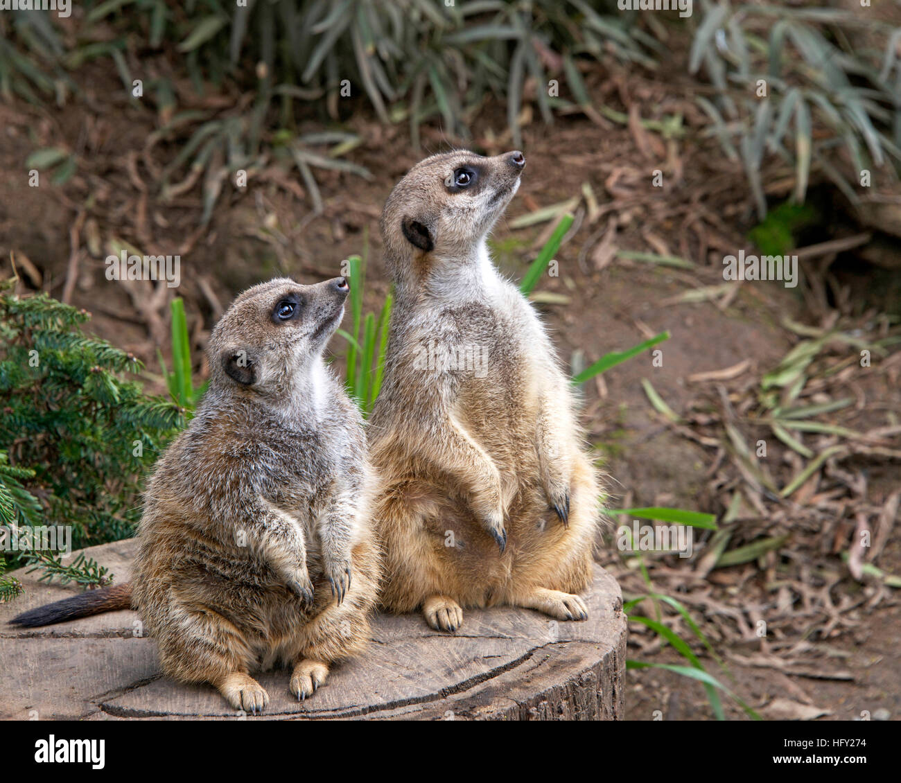 Two meerkats crouched to stand on a cut tree stump looking up to the ...