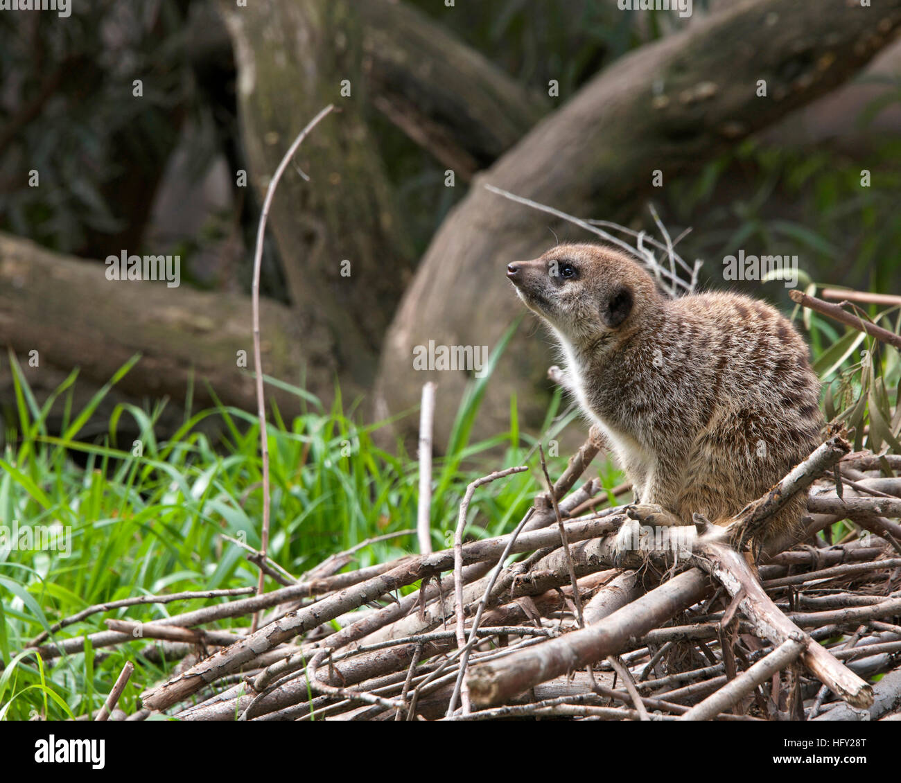 Alert meerkat on sunny hi-res stock photography and images - Alamy