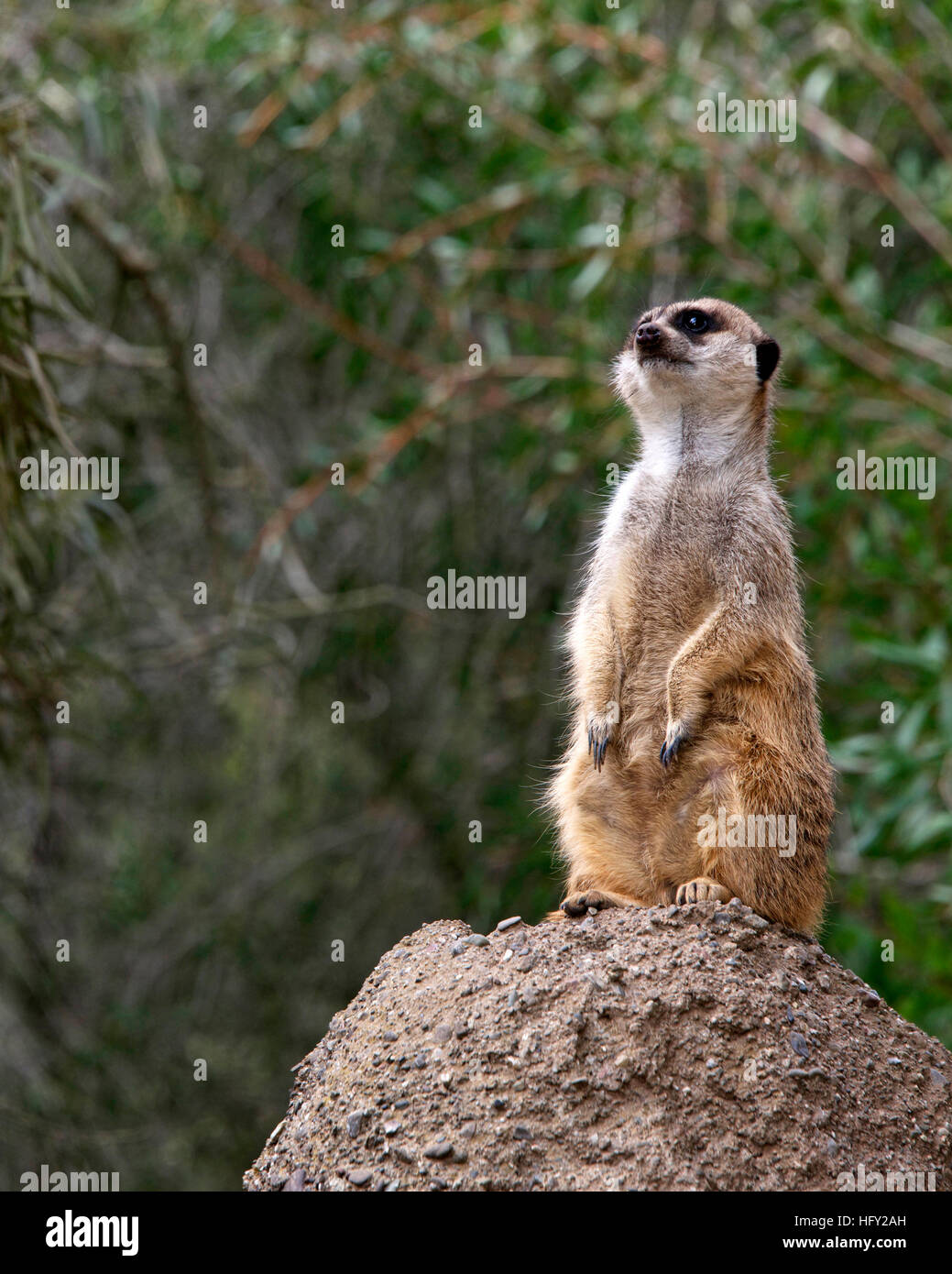 Single meerkat standing on a rock looking out for predators. Green ...