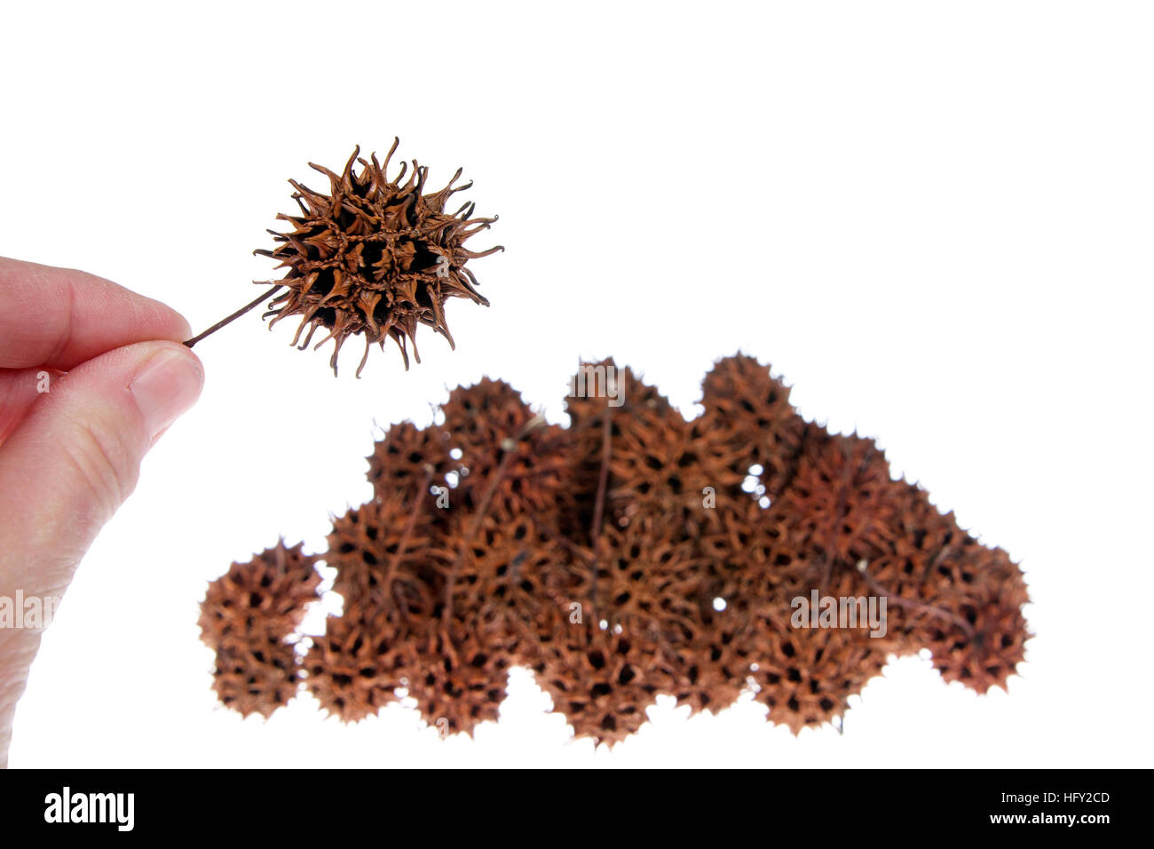 What Do Sweet Gum Tree Seeds Look Like at Lisette Webb blog