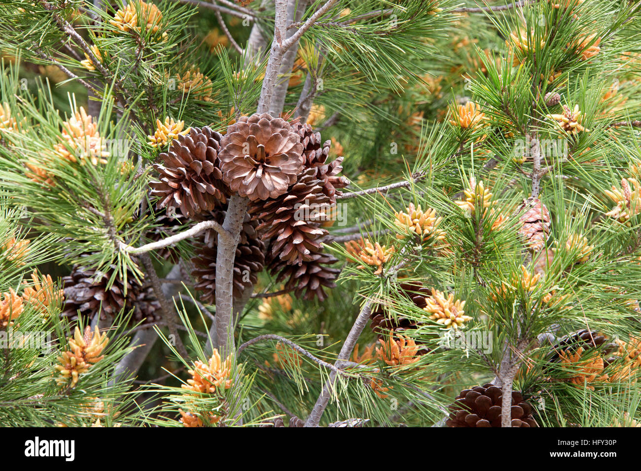 Blooming pine tree with pine cones yellow pollen Stock Photo - Alamy