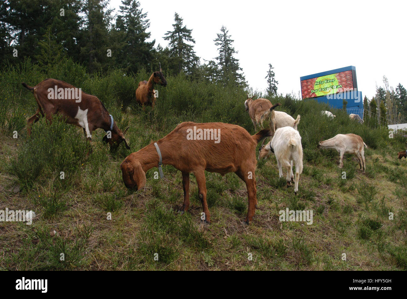 Brush clearing and goats hi-res stock photography and images - Alamy