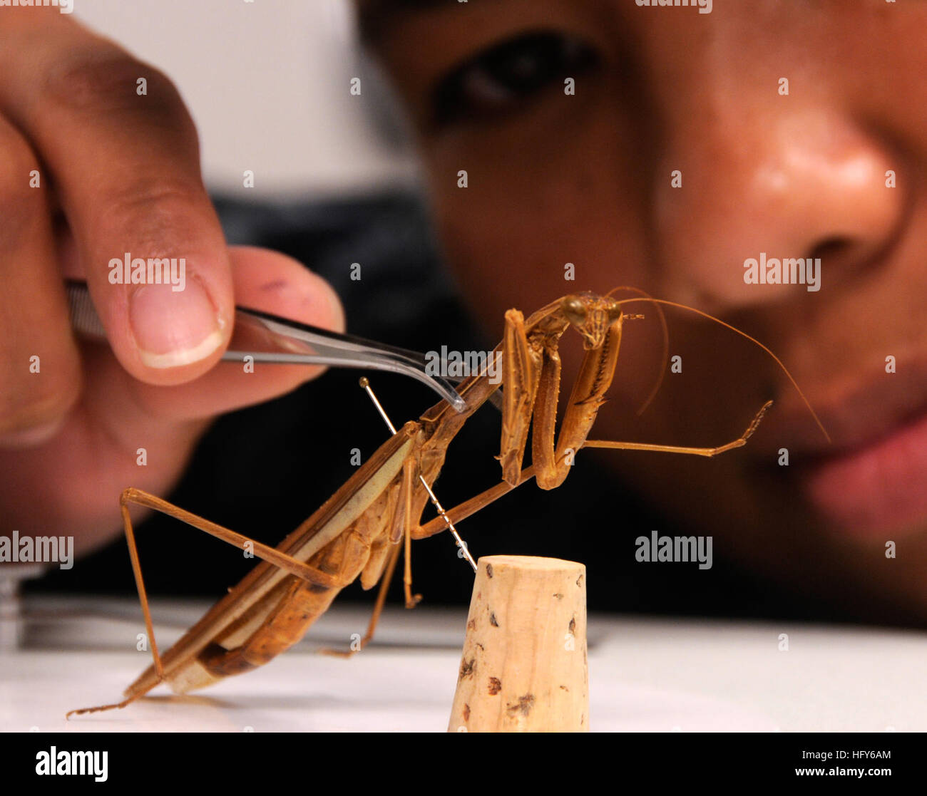 Armed spiders hi-res stock photography and images - Alamy