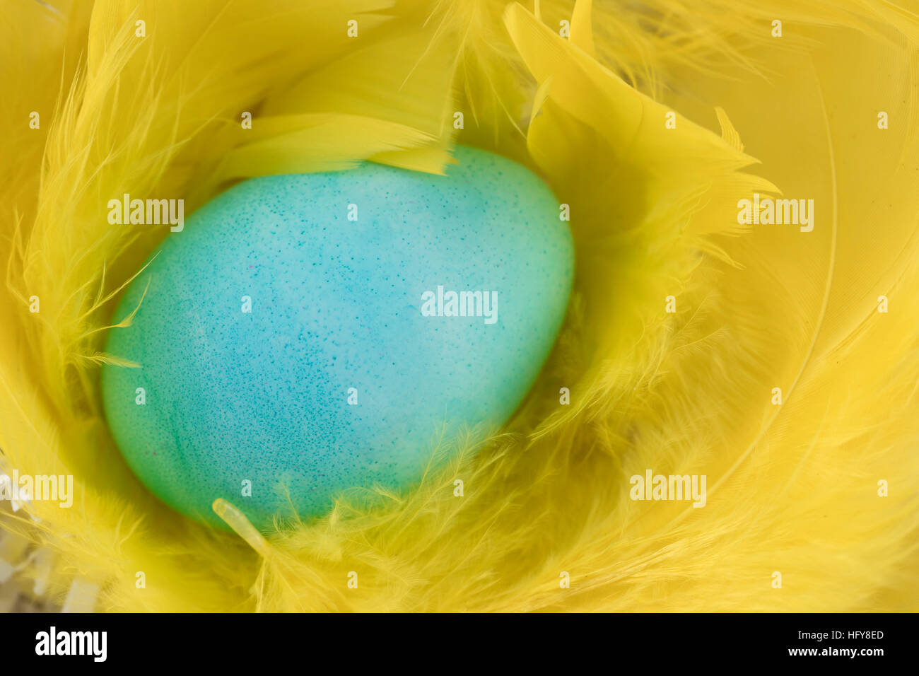 Yellow feathers hi-res stock photography and images - Alamy