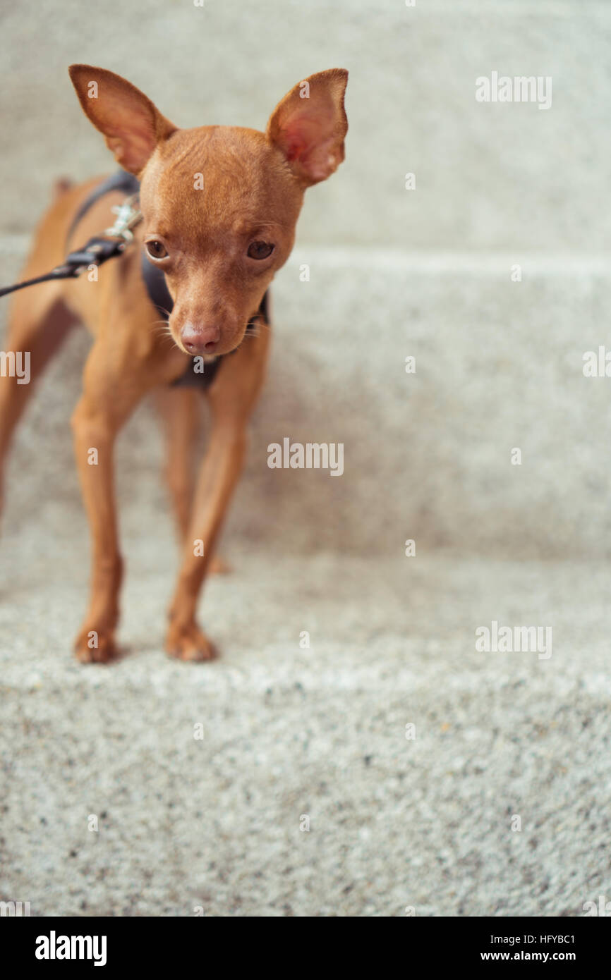 Closeup of cute miniature ginger pinscher puppy in leather fashion ...
