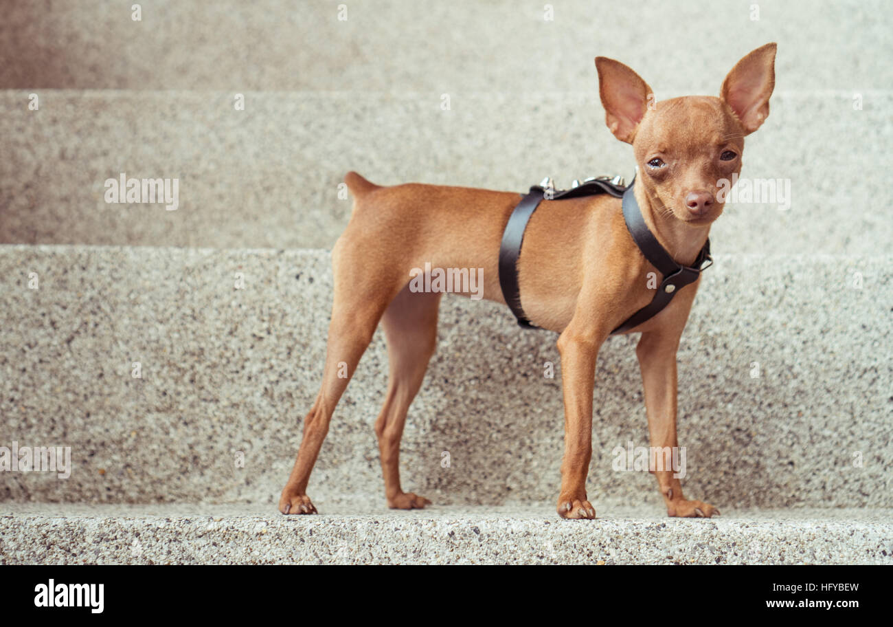 Closeup of cute miniature ginger pinscher puppy in leather fashion ...