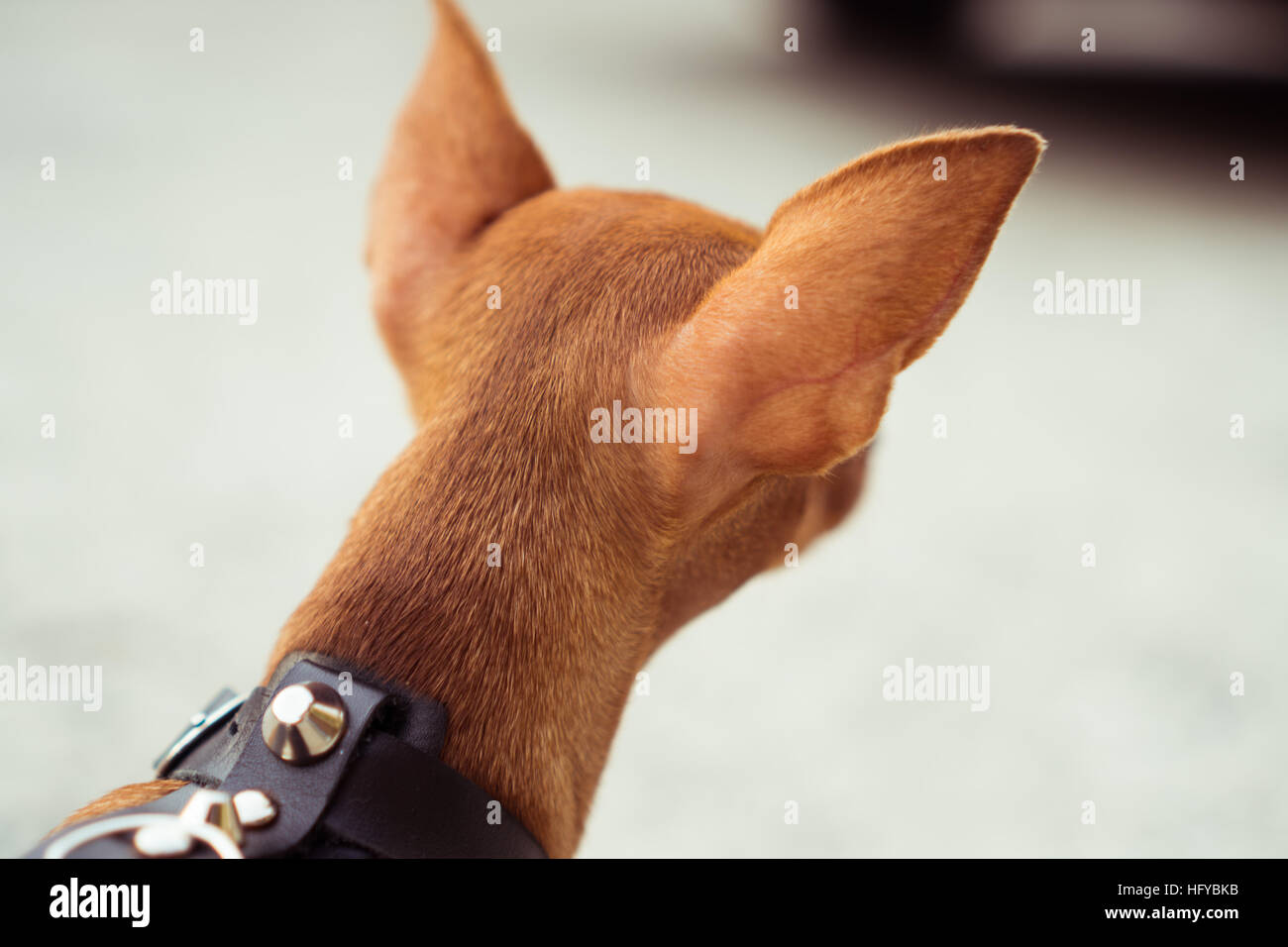 Pin your ears back hi-res stock photography and images - Alamy