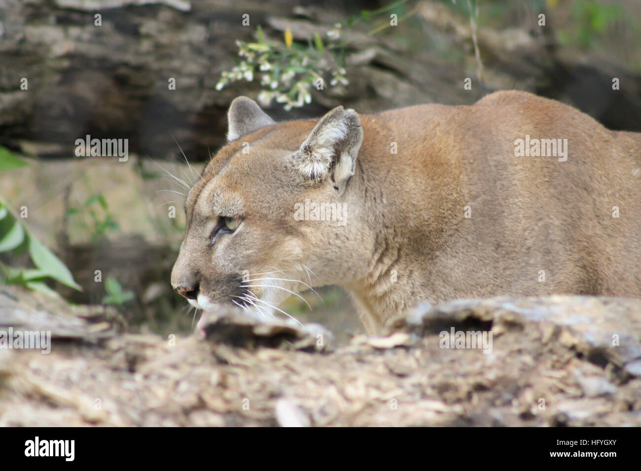 Mountain lion crouching behind a log Stock Photo - Alamy