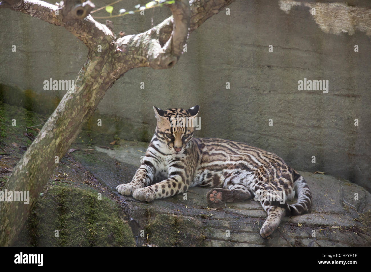 Ocelot (Leopardus pardalis) resting on a ledge Stock Photo - Alamy