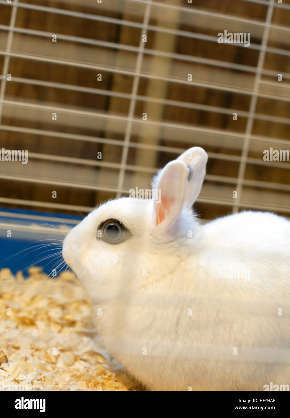 Trapped rabbit hi-res stock photography and images - Alamy