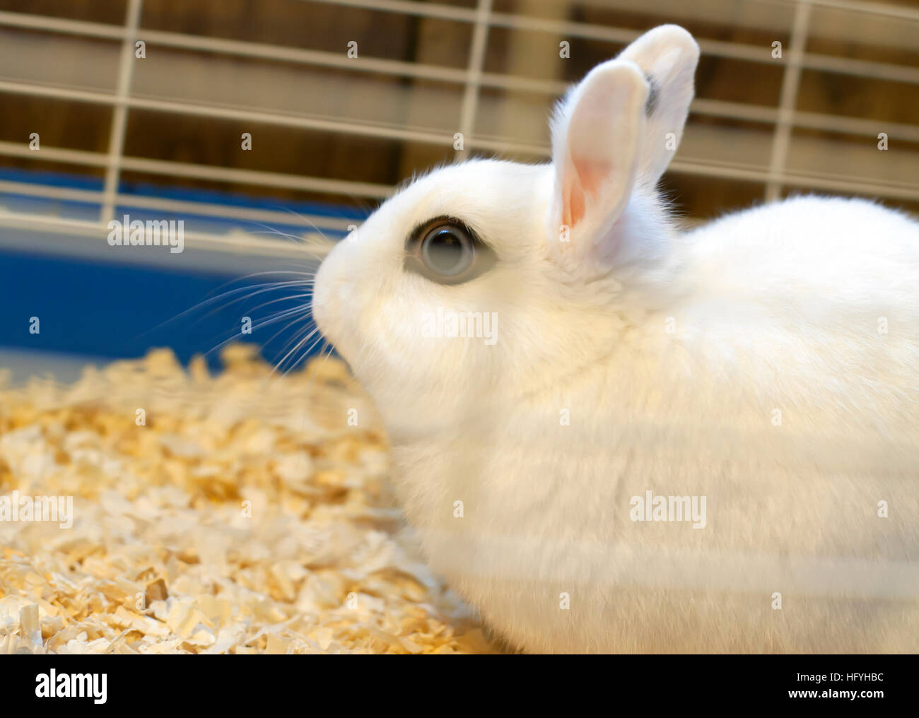 Trapped rabbit hi-res stock photography and images - Alamy