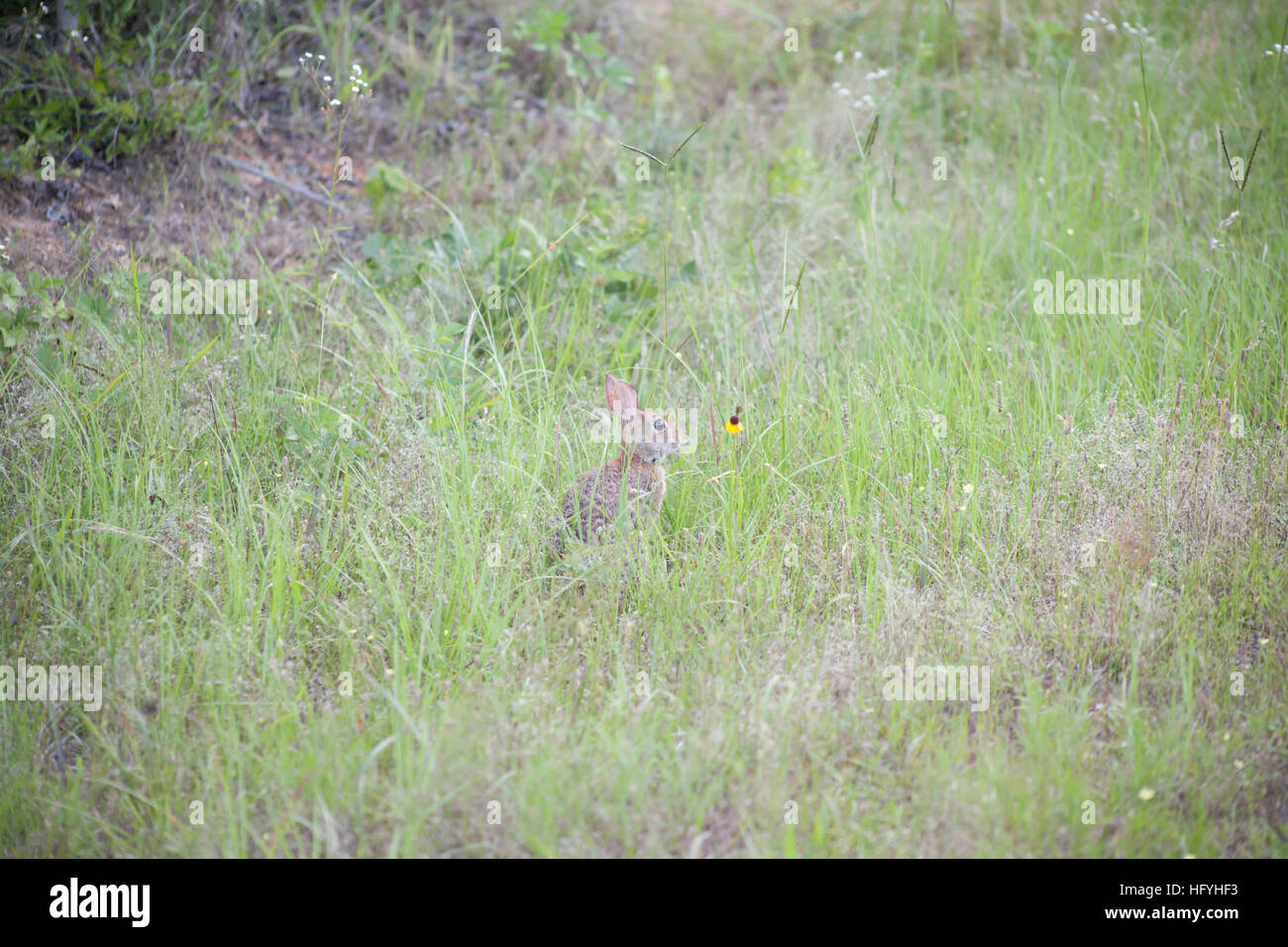 Eastern cottontail rabbit in the wild Stock Photo - Alamy