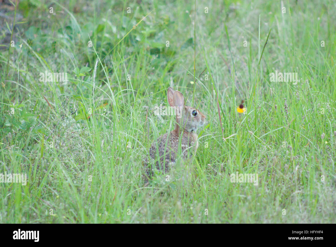Eastern cottontail rabbit in the wild Stock Photo - Alamy