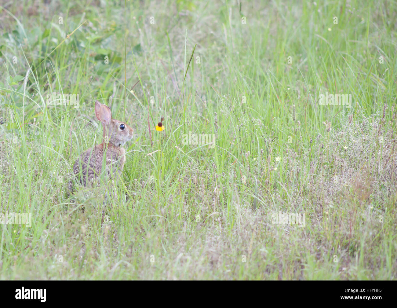 Eastern cottontail rabbit in the wild Stock Photo - Alamy