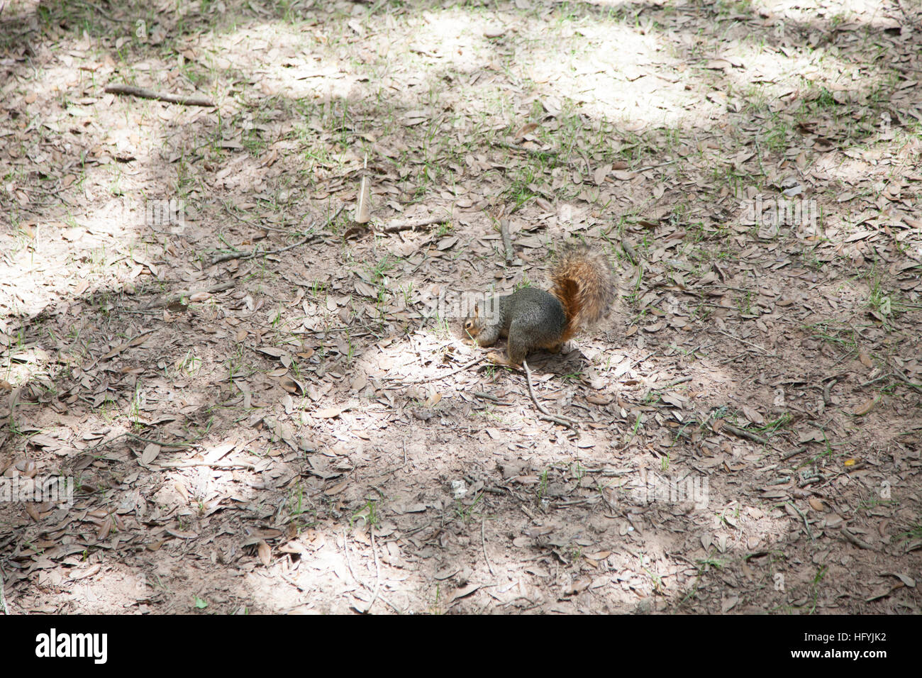 Georgia eastern gray squirrel hi-res stock photography and images - Alamy
