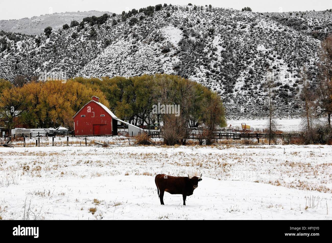Bull in the snow in front of a barn Stock Photo - Alamy