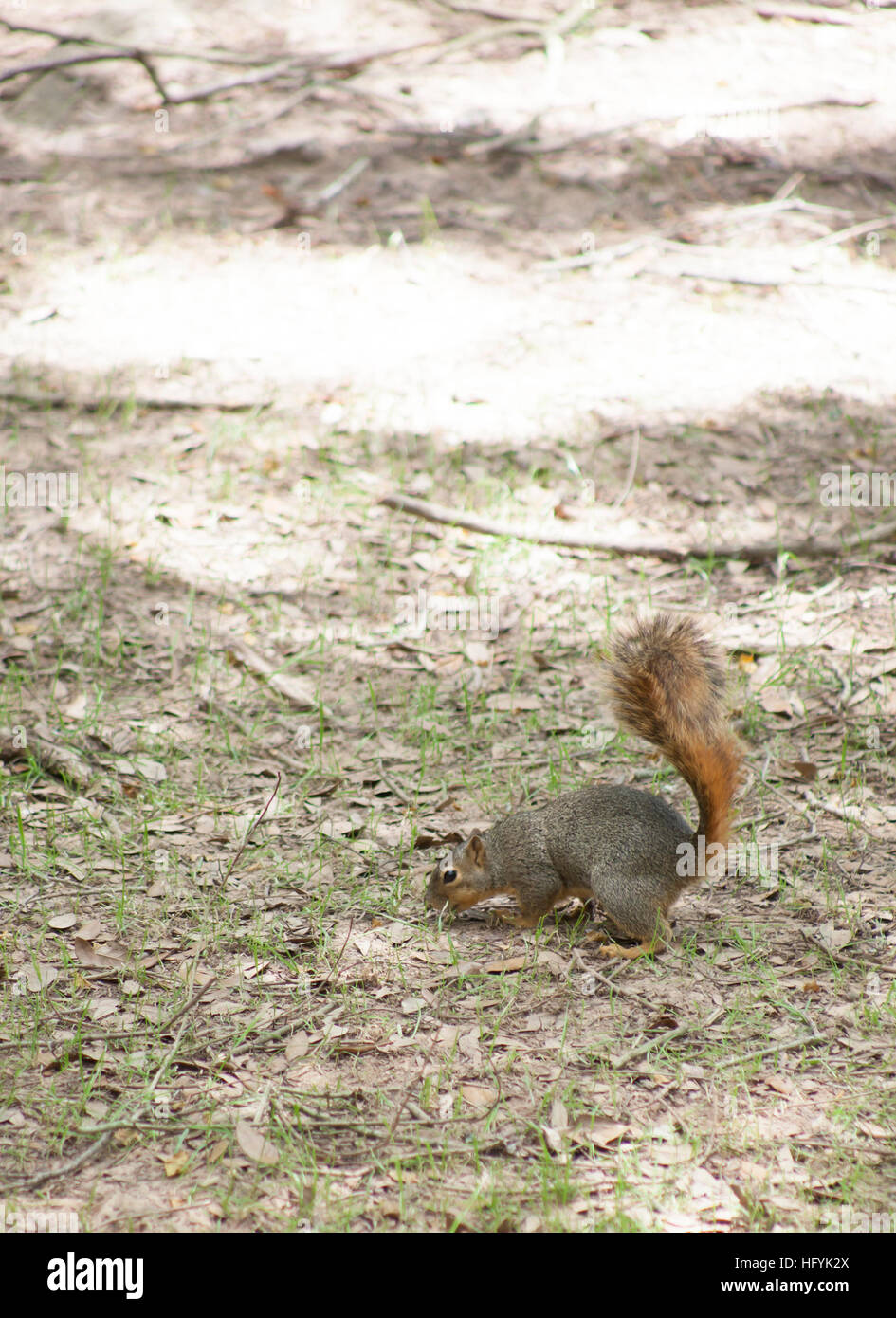 Squirrel retrieving a buried acorn Stock Photo - Alamy