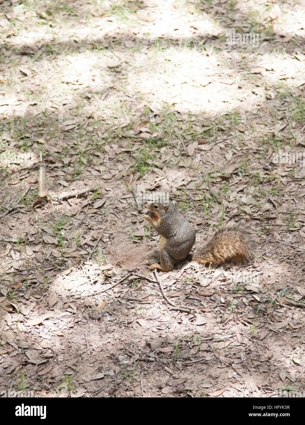 Squirrel retrieving a buried acorn Stock Photo - Alamy