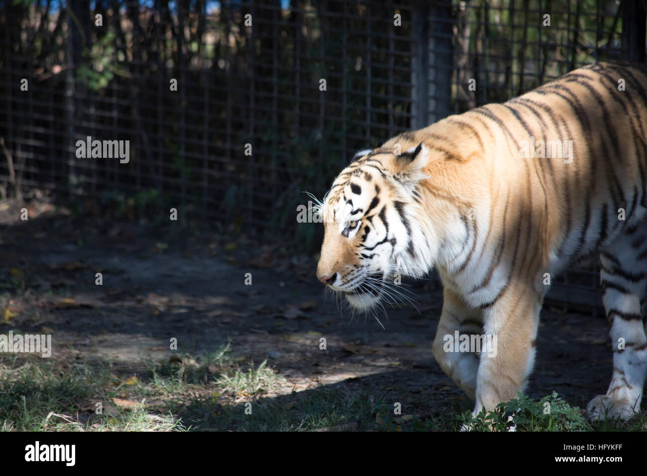 Bengal tiger (Panthera tigris tigris) pacing nervously Stock Photo - Alamy