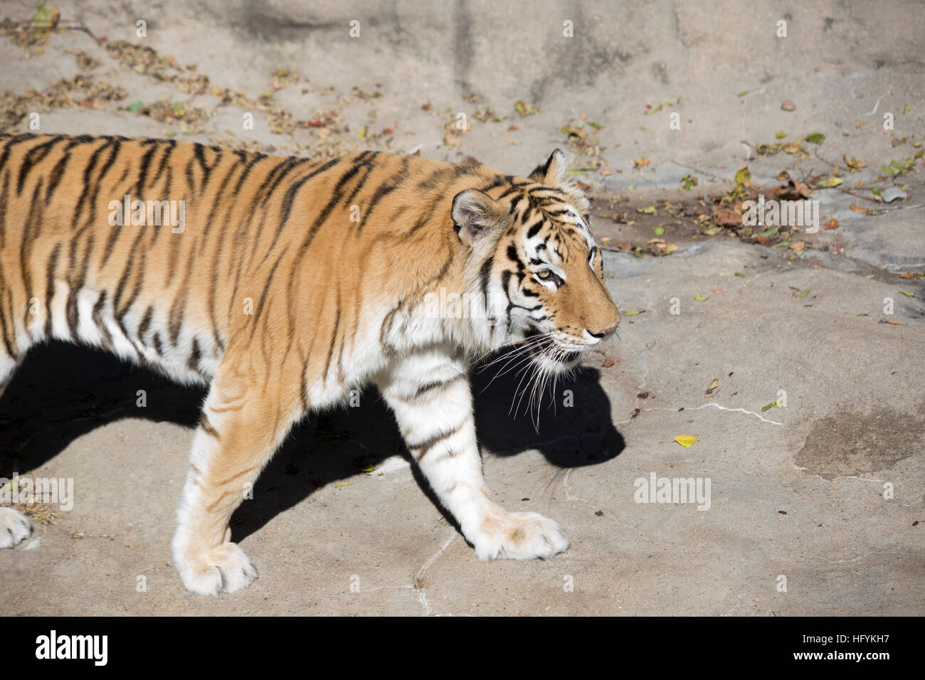 Bengal tiger (Panthera tigris tigris) pacing nervously Stock Photo - Alamy
