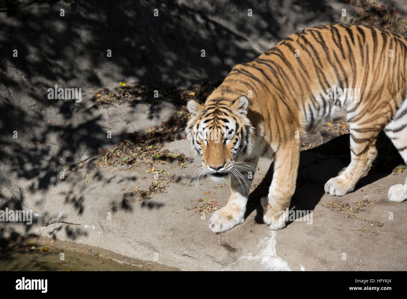 Bengal tiger (Panthera tigris tigris) pacing nervously Stock Photo - Alamy