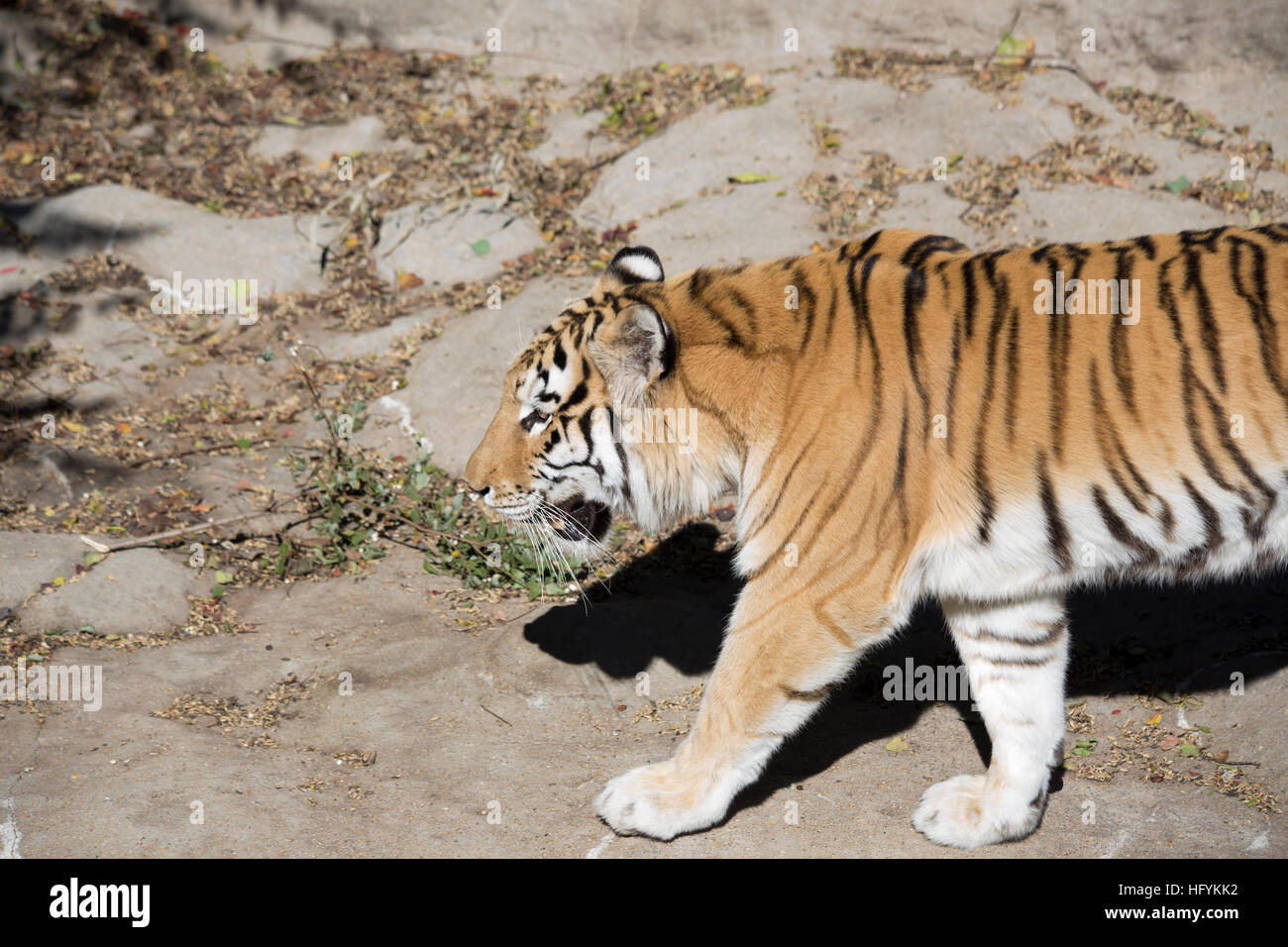 Bengal tiger (Panthera tigris tigris) pacing nervously Stock Photo - Alamy