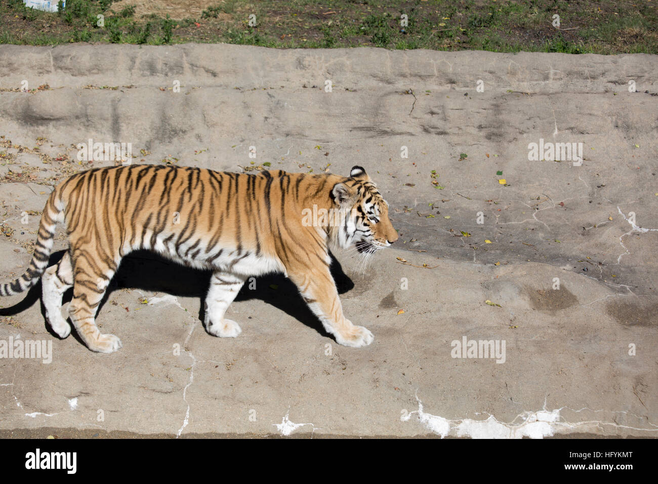 Bengal tiger (Panthera tigris tigris) pacing nervously Stock Photo - Alamy