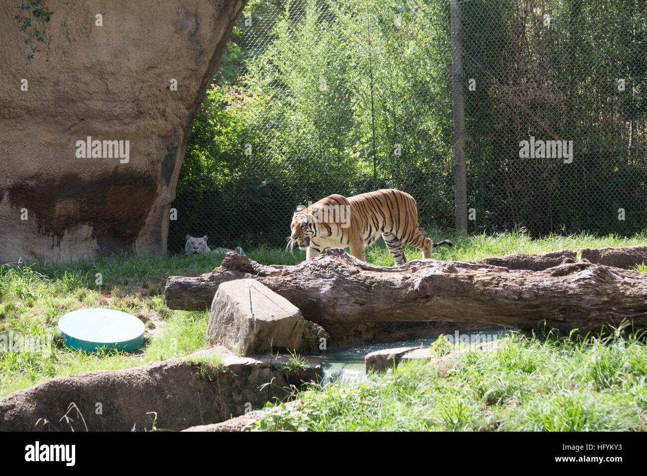 Bengal tiger (Panthera tigris tigris) pacing nervously Stock Photo - Alamy