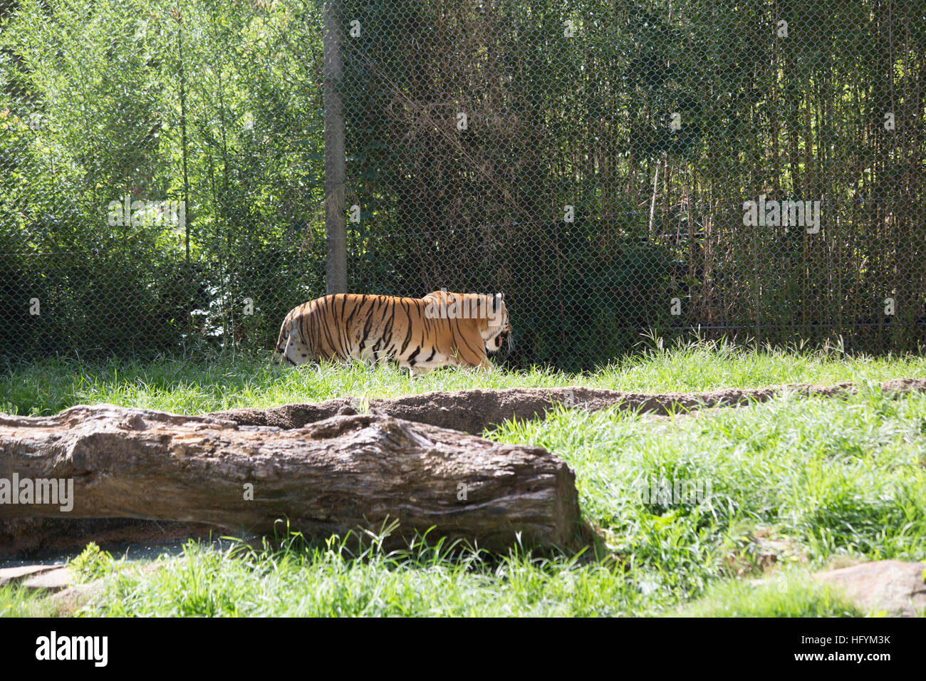 Bengal tiger (Panthera tigris tigris) pacing nervously Stock Photo - Alamy