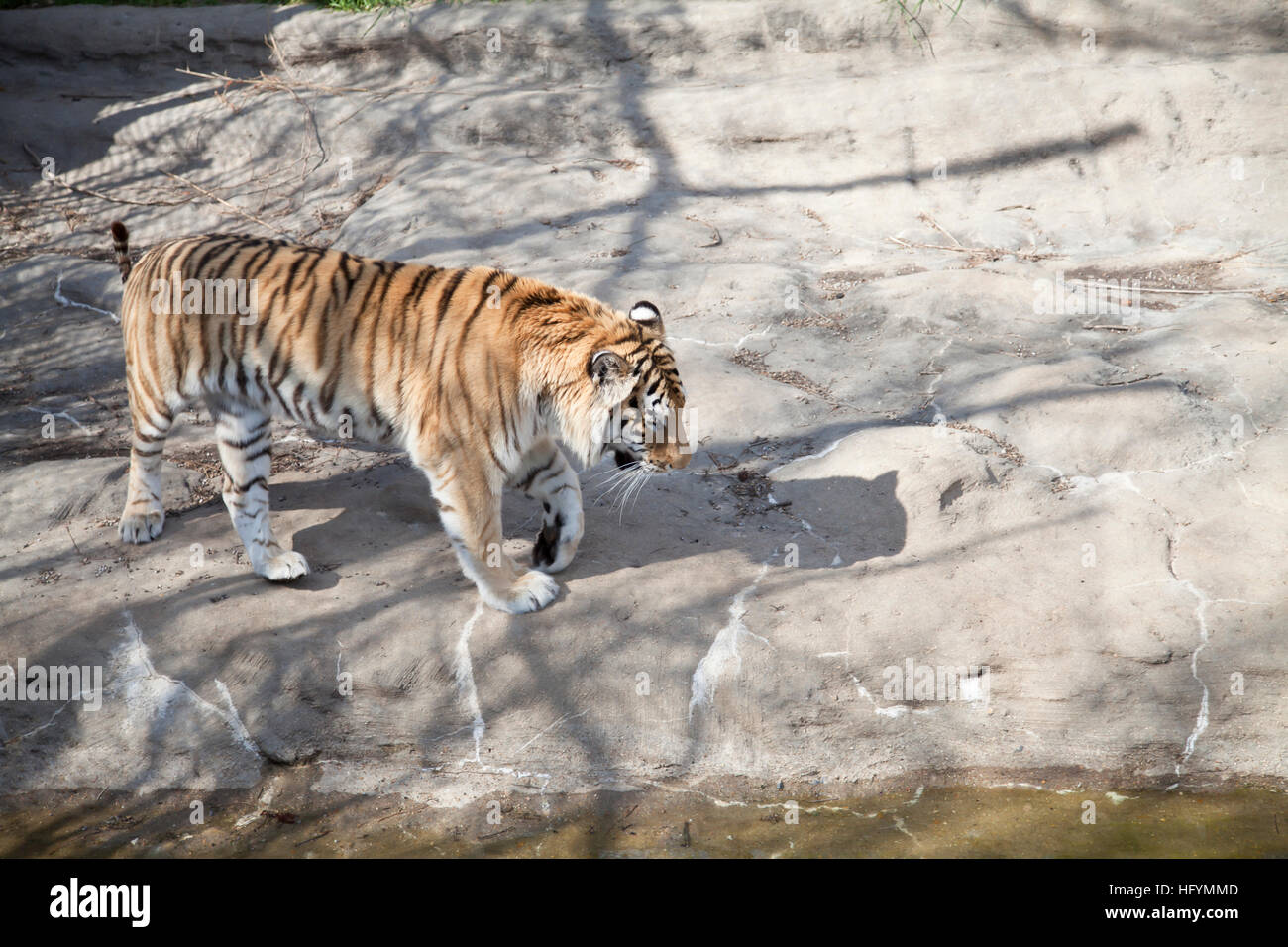 Bengal tiger (Panthera tigris tigris) pacing nervously Stock Photo - Alamy