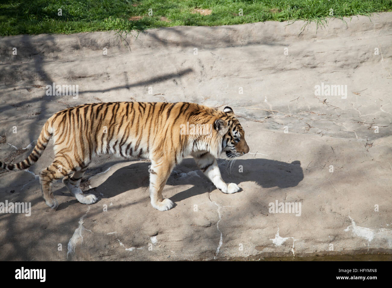 Bengal tiger (Panthera tigris tigris) pacing nervously Stock Photo - Alamy