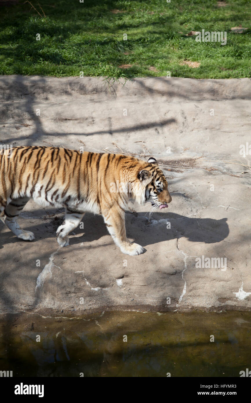 Bengal tiger (Panthera tigris tigris) pacing nervously Stock Photo - Alamy