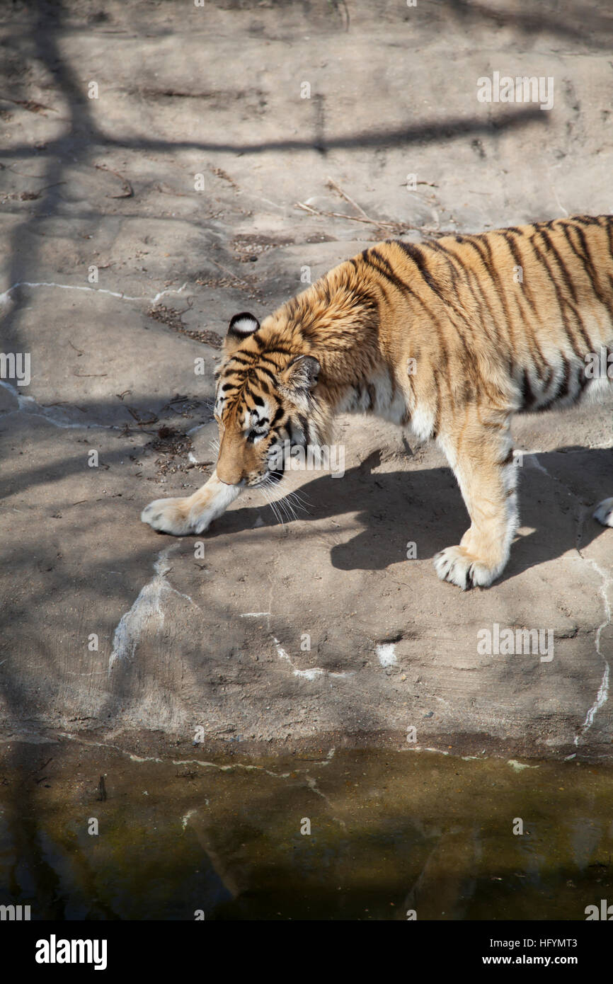 Bengal tiger (Panthera tigris tigris) pacing nervously Stock Photo - Alamy