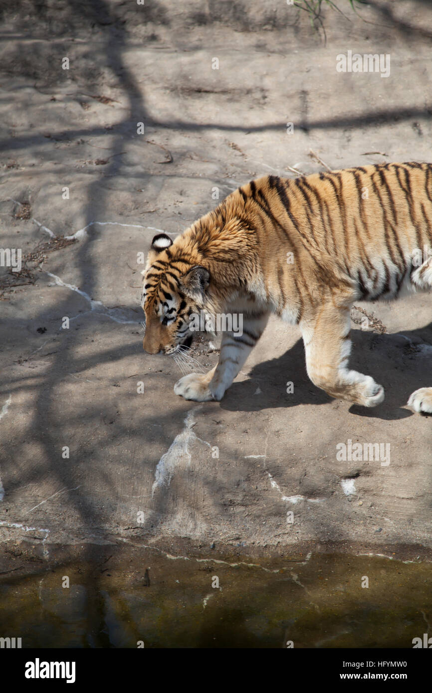 Bengal tiger (Panthera tigris tigris) pacing nervously Stock Photo - Alamy