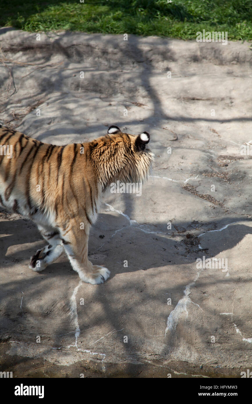 Bengal tiger (Panthera tigris tigris) pacing nervously Stock Photo - Alamy