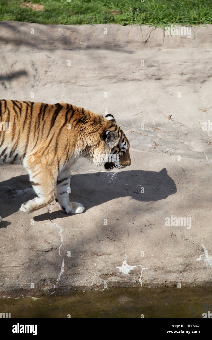 Bengal tiger (Panthera tigris tigris) pacing nervously Stock Photo - Alamy