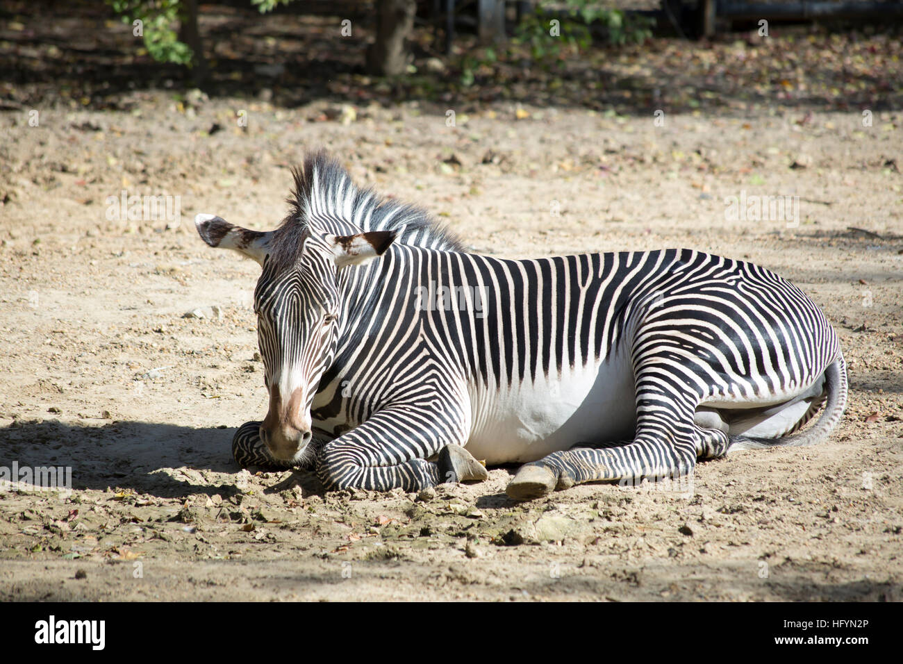 Zebra lying in the dirt Stock Photo - Alamy