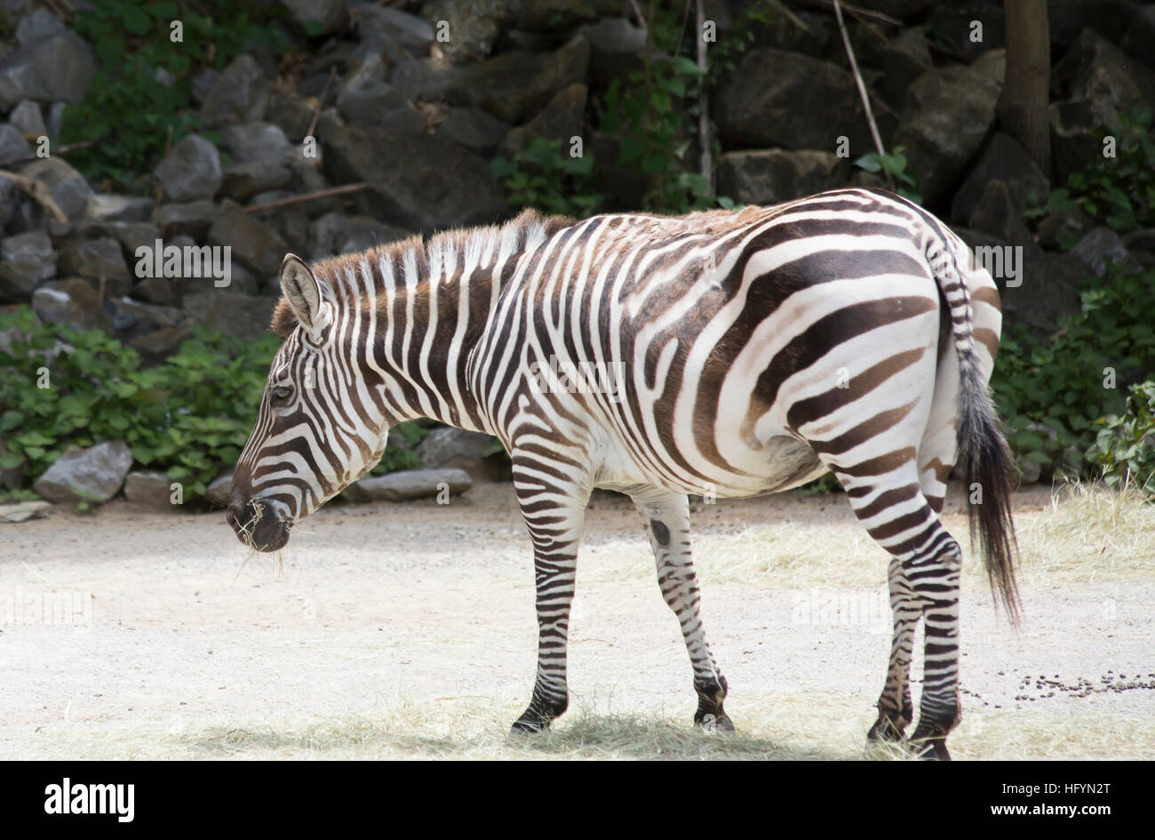 Zebra standing in an open area alone Stock Photo - Alamy
