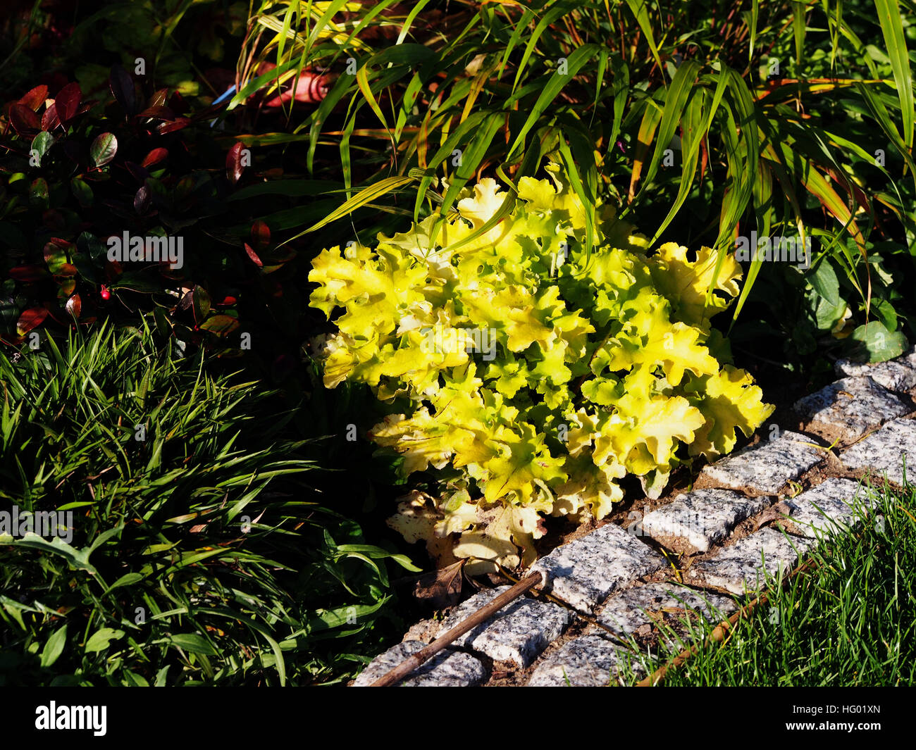 Heuchera (coral bells, alumroot) 'Lime Marmalade' with Hakonechloa ...
