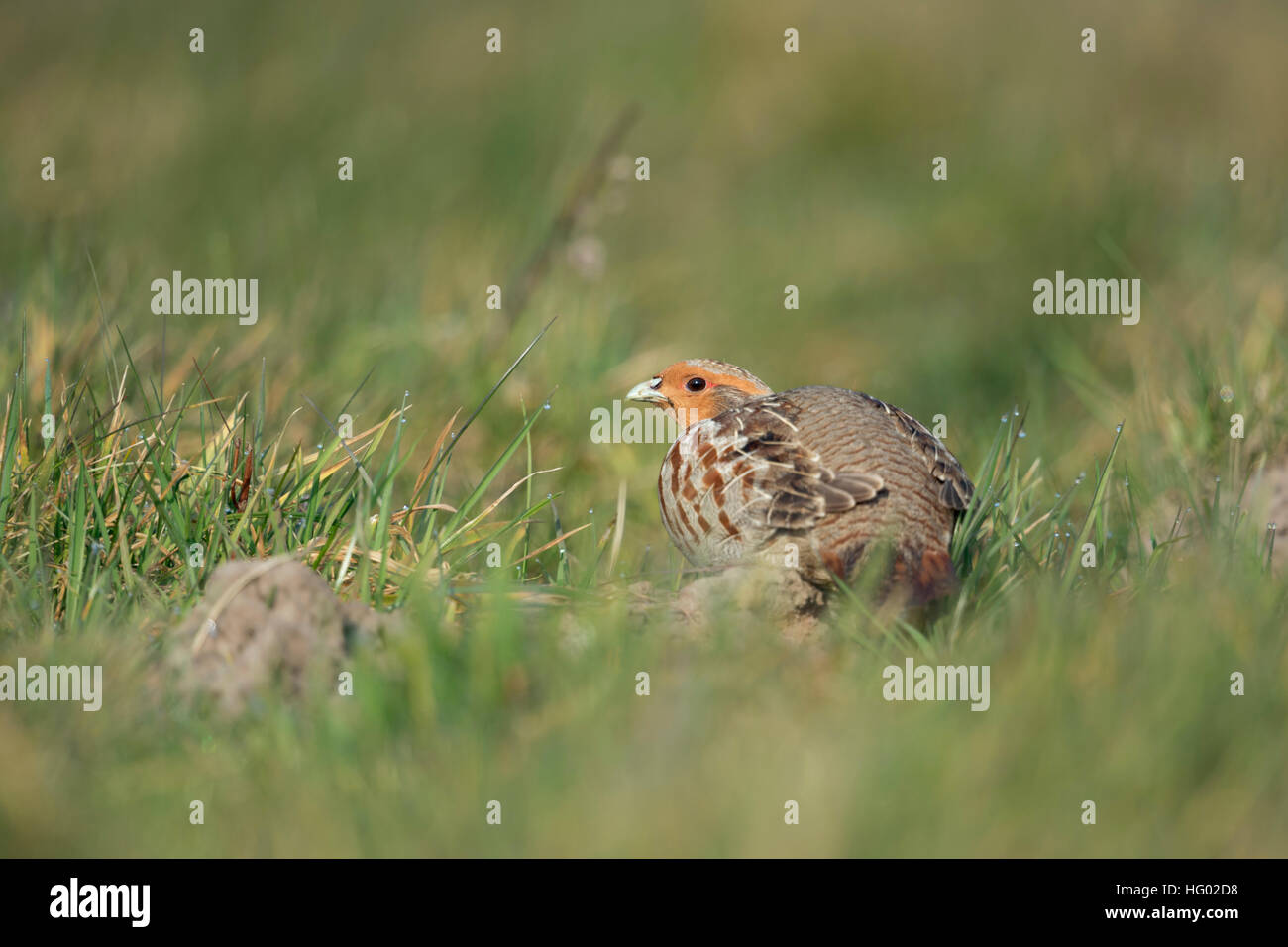Grey Partridge / Rebhuhn ( Perdix perdix ) hiding in a dew wet field ...