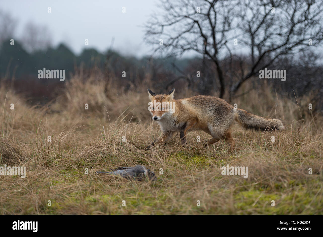 Red Fox / Rotfuchs ( Vulpes vulpes ) in typical habitat, open land ...