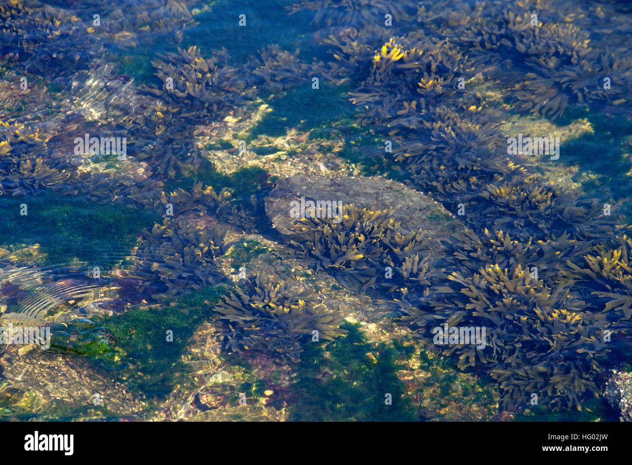 Looking down into tide pool with sea weed, coral and algae in the ...
